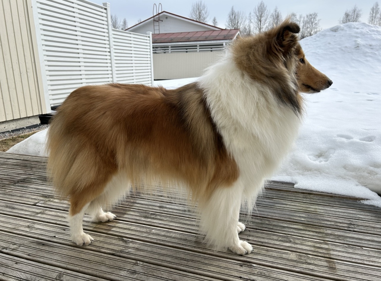 PRADA – Moon Yeva's rough collies